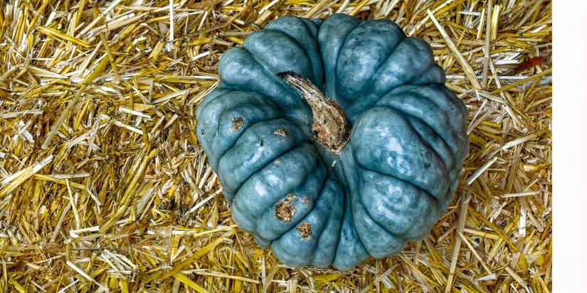 7 Squash Varieties for Next-Level Pumpkin Pie | Thanksgiving Desserts