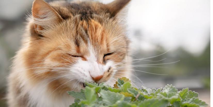 7 Cat-Friendly Houseplants Your Feline Will Love to Nibble