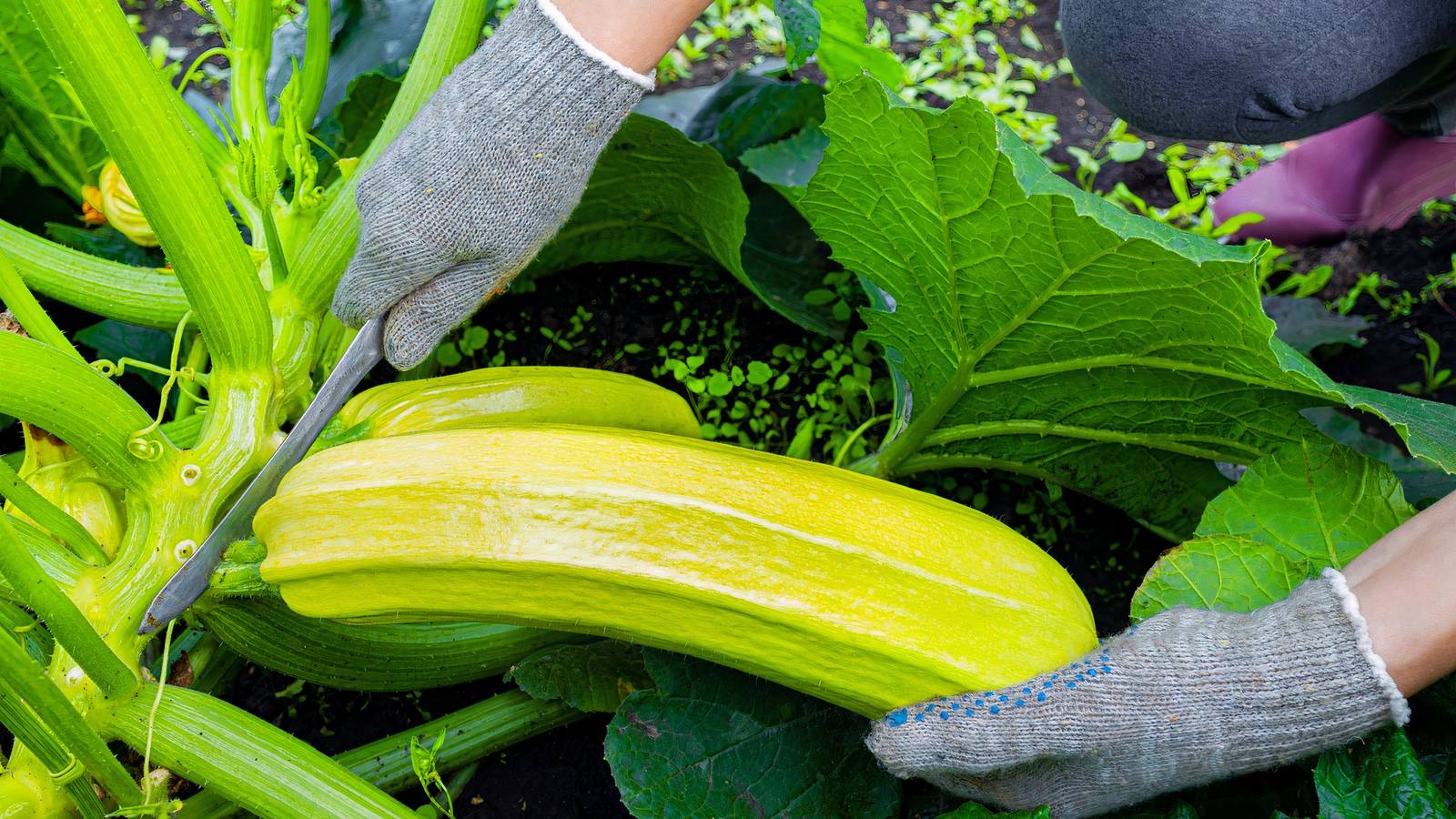 Mastering the Art of Harvesting: Tips for a Bountiful Garden