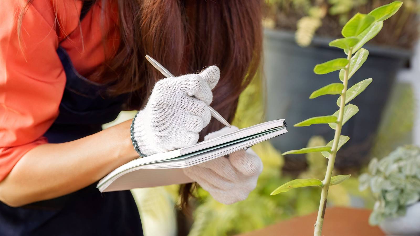 Hands-Off Indoor Plant Care: 6 Smart Strategies for Healthy Houseplants