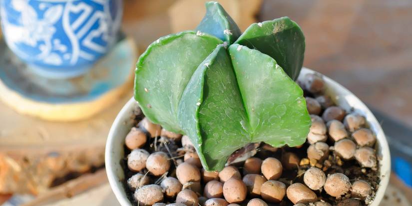 5 Spineless Cactus Varieties Safe for Homes with Pets and Kids