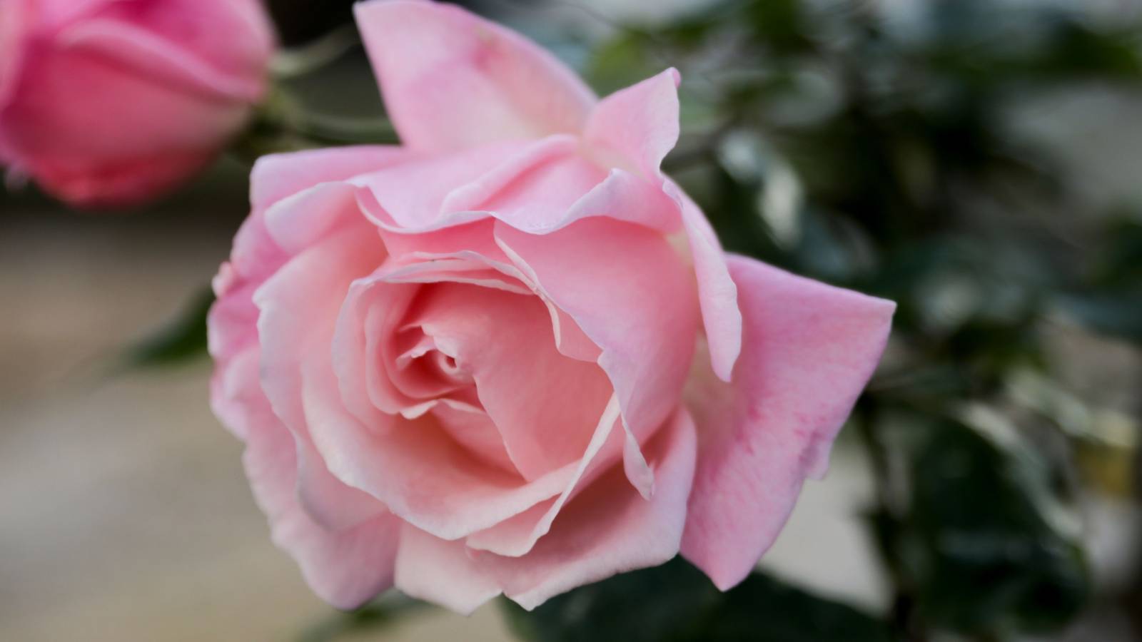Jane Goodall Rose: Symbolism, Care, and Legacy of an Icon's Bloom