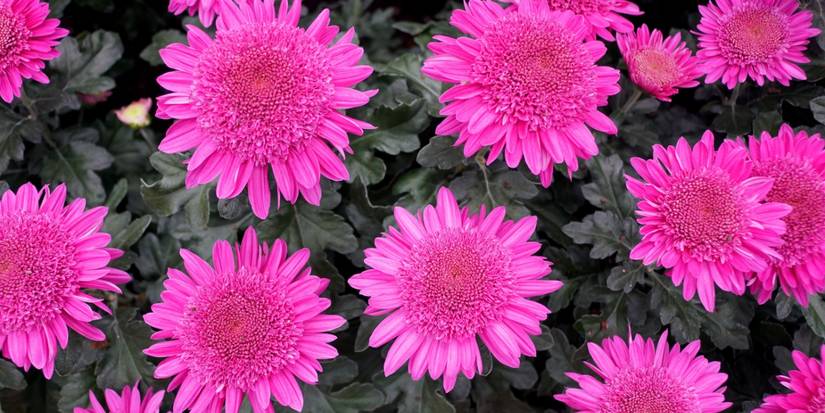 Top Fall Mums to Plant for Lasting Blooms and Autumn Beauty