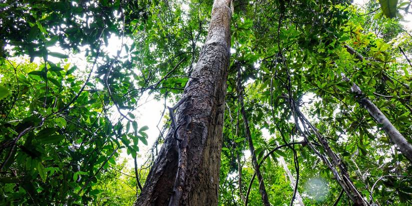 Rare Trees: The Soul of Musical Instruments