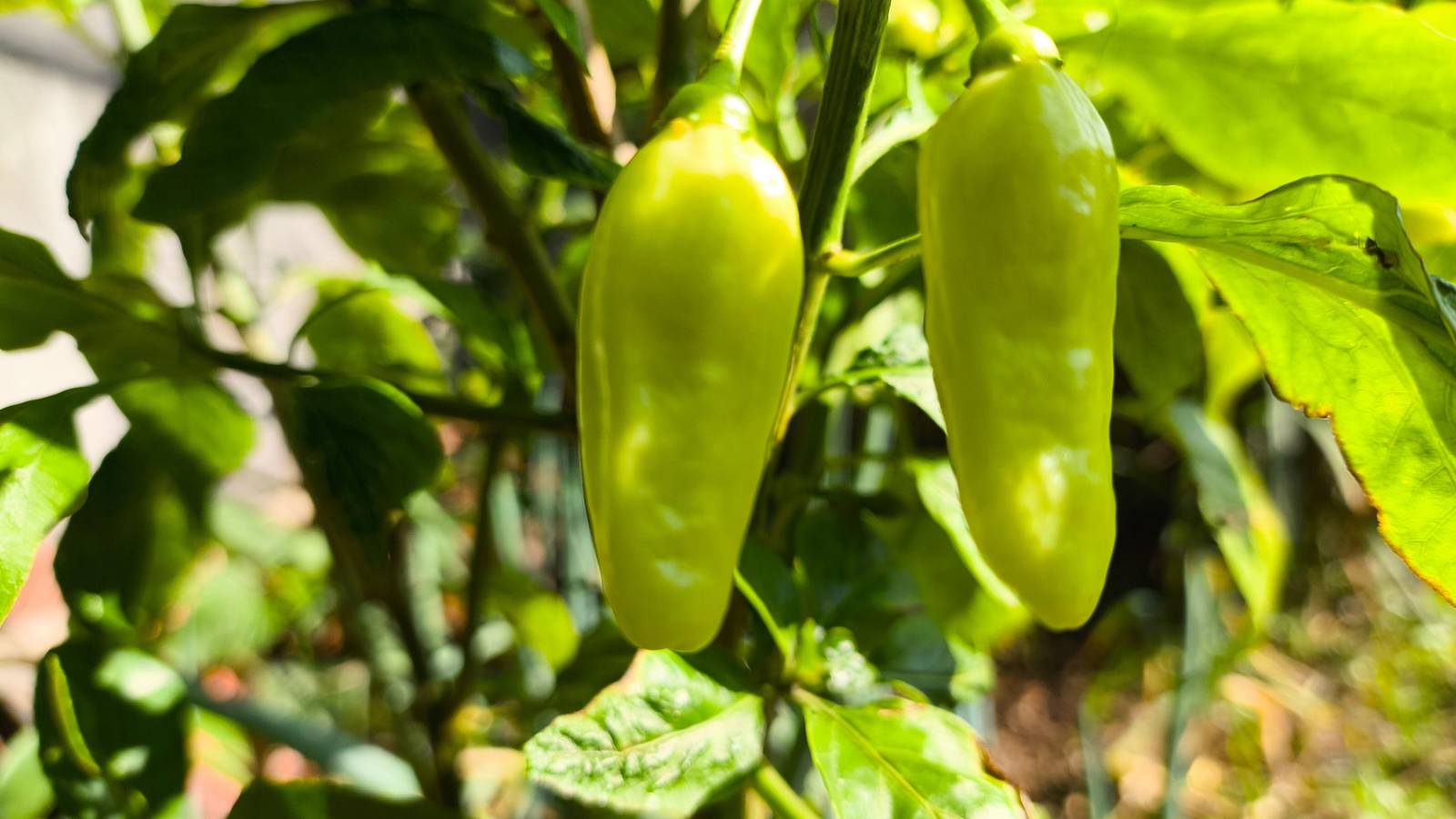 5 Best Peppers for Flavorful Chili: A Guide to Heat and Taste
