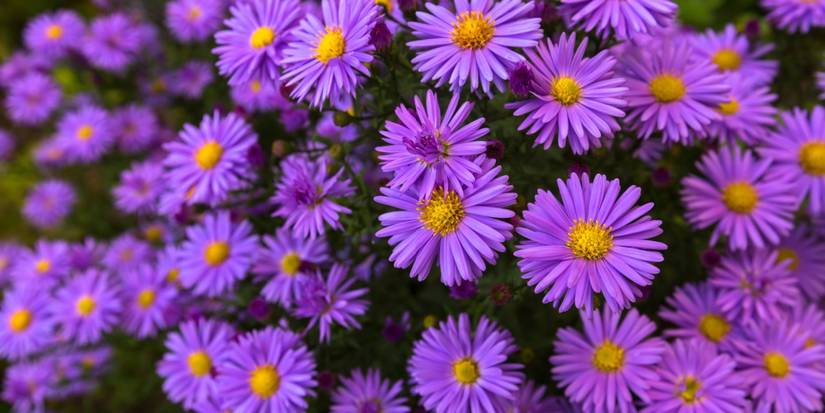 Design a Timeless Bouquet: Seasonal Flowers and Plants in New England