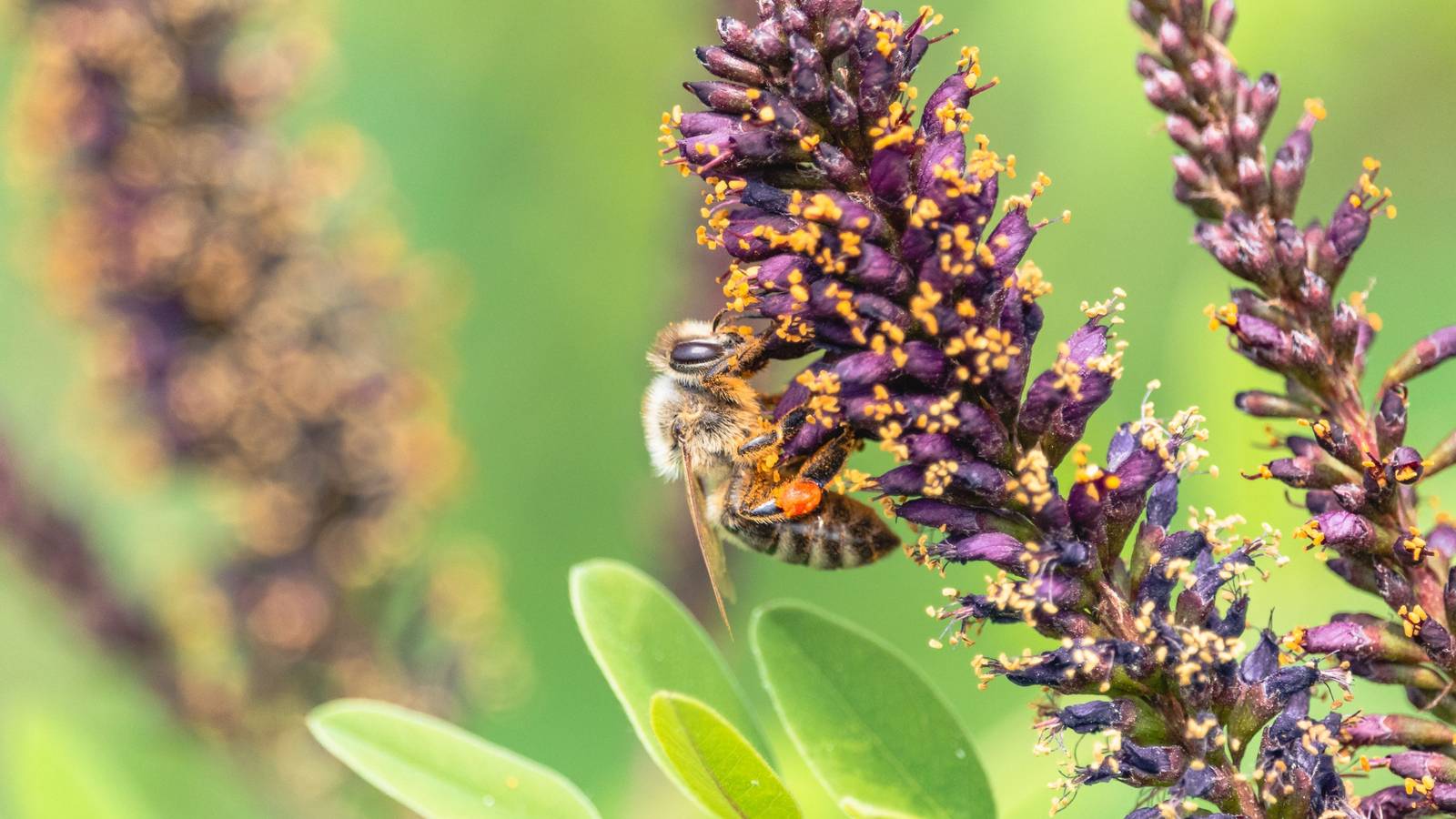 Scientists Fight to Save Georgia False Indigo in South Carolina
