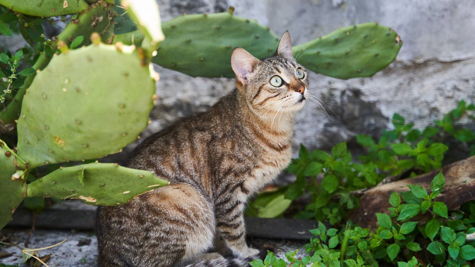 5 Spineless Cactus Varieties Safe for Homes with Pets and Kids