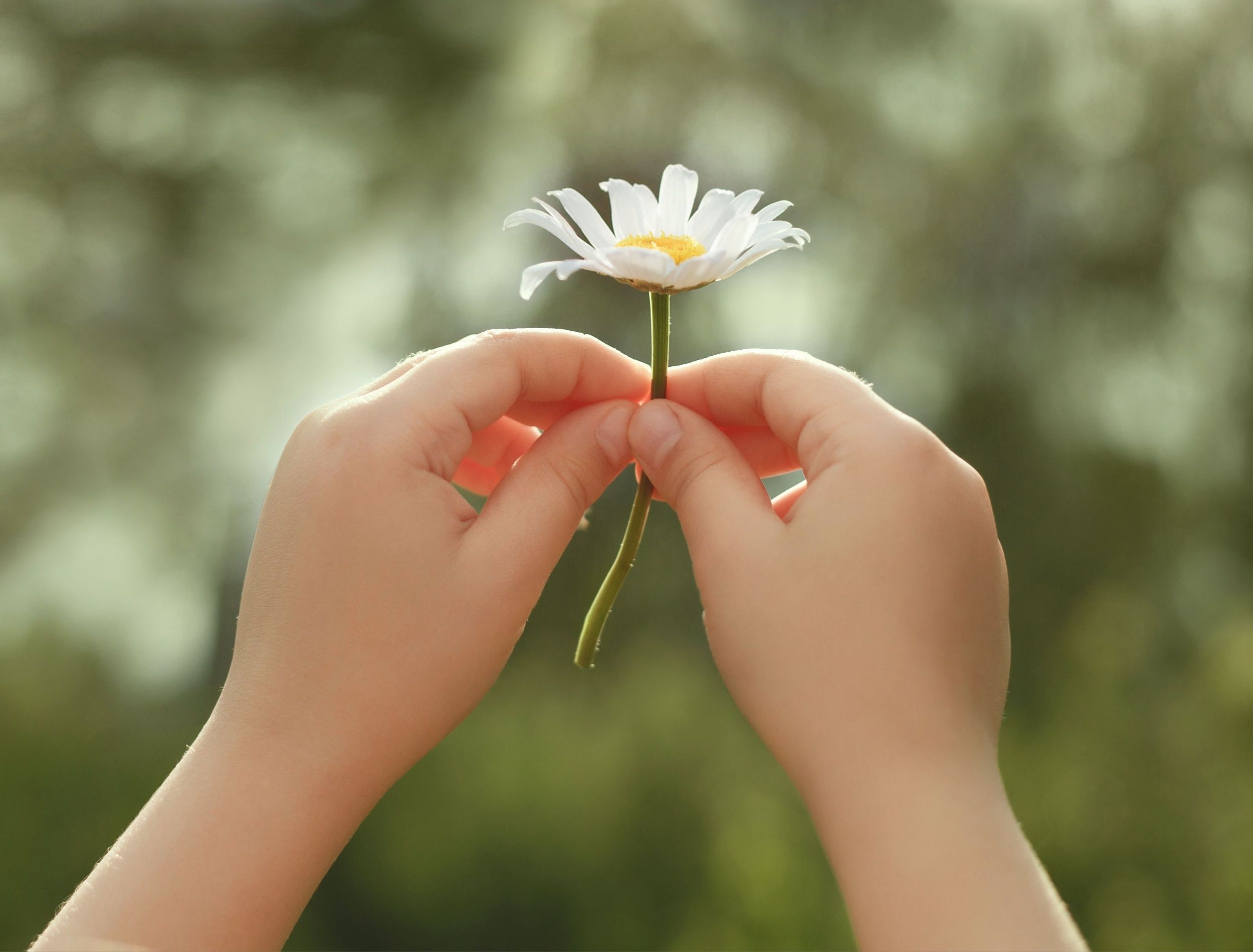 Explore the Most Stunning Flowers for Libras (and Their Hidden Meanings)