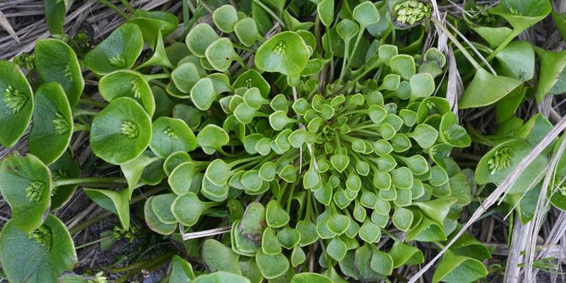 Grow Miners Lettuce: A Cool-Season Green for Home Gardens