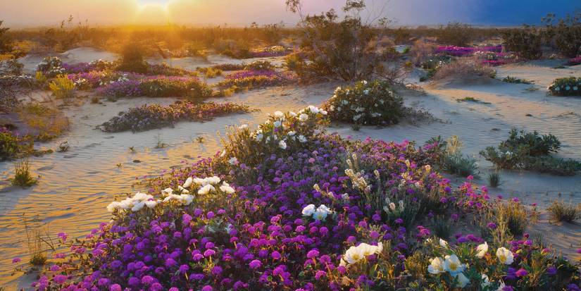 Rare Desert Blooms: Nature's Spectacle of Resilience and Beauty