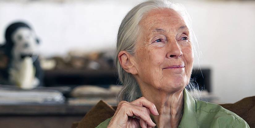 Jane Goodall Rose: Symbolism, Care, and Legacy of an Icon's Bloom