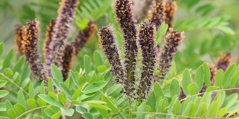 Scientists Fight to Save Georgia False Indigo in South Carolina