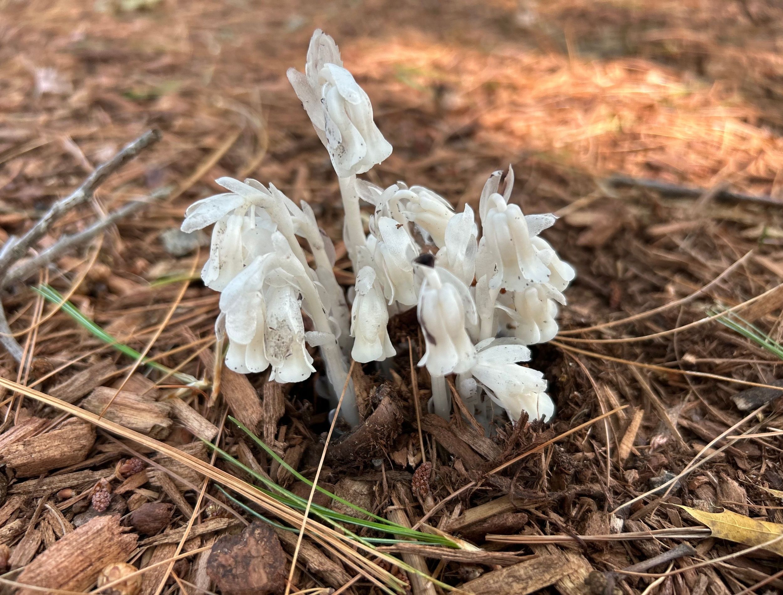 Posy: The Unexpected Hot Flower Trend in Spring Gardens