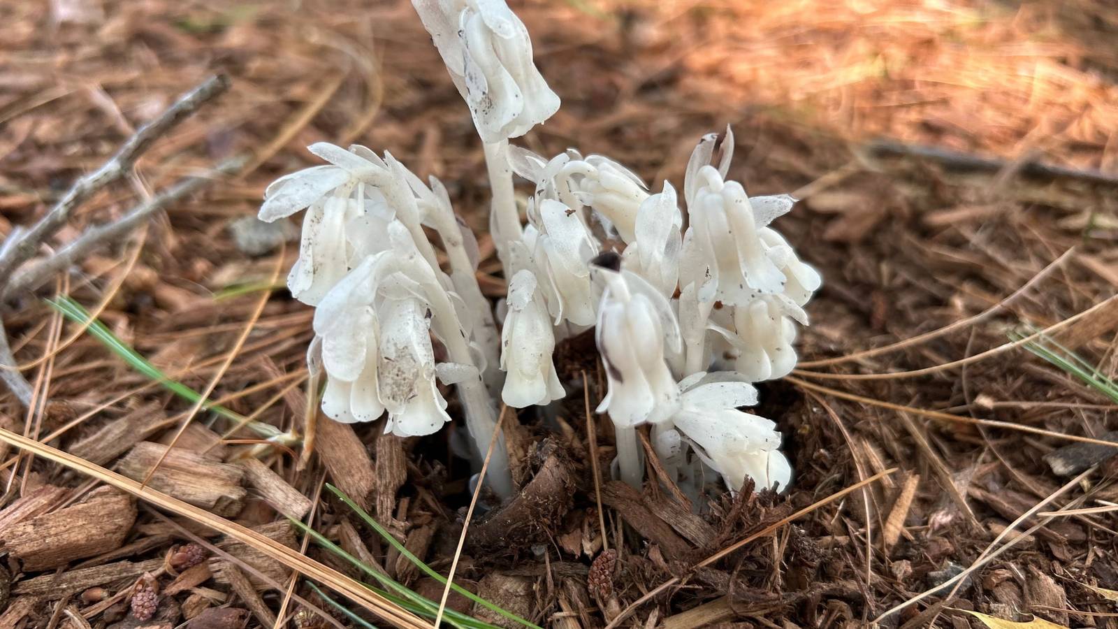 Inside the Secret Life of Ghost Flowers and Fungal Partnerships