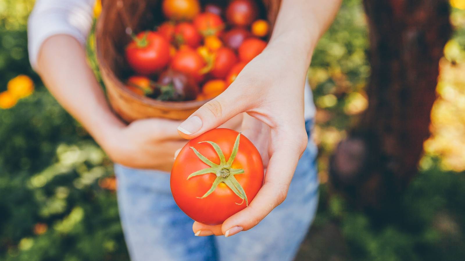 The Surprising Story of Tomatoes Once Believed to Be Deadly