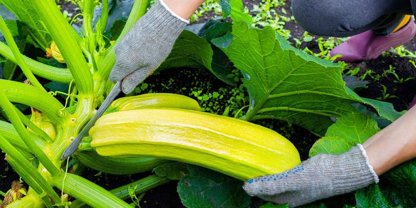 Mastering the Art of Harvesting: Tips for a Bountiful Garden
