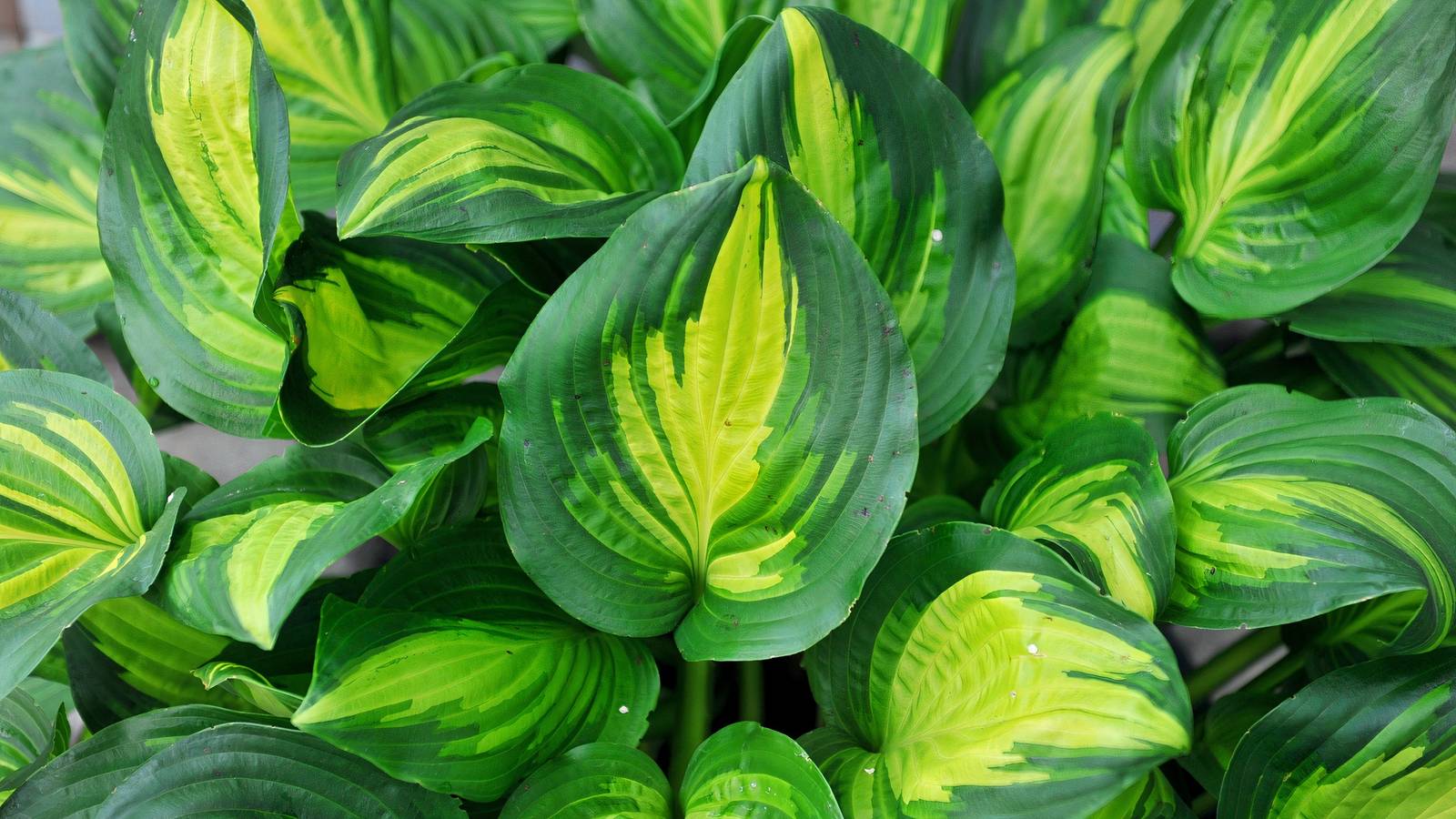 Growing Hostas Indoors: A Guide to Beautiful Houseplants