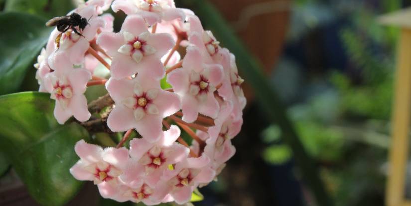 5 Real Plants So Perfect, You’ll Swear They’re Artificial