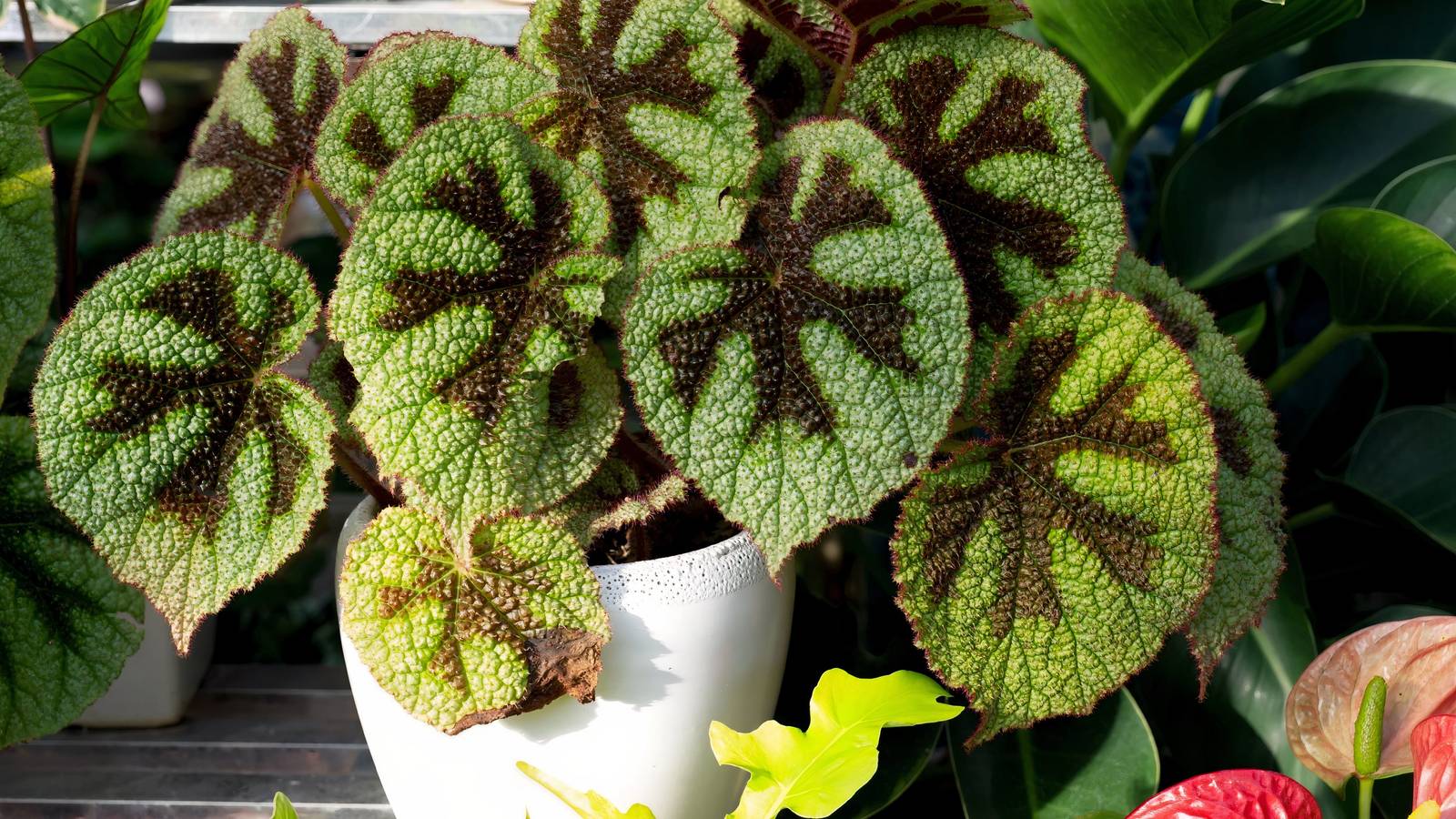 7 Stunning Begonia Varieties to Brighten Your Garden