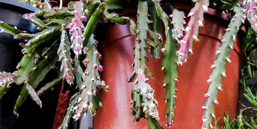 5 Spineless Cactus Varieties Safe for Homes with Pets and Kids