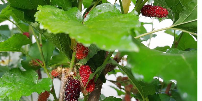 Discover the Surprising Edible Leaves of Indoor Houseplants