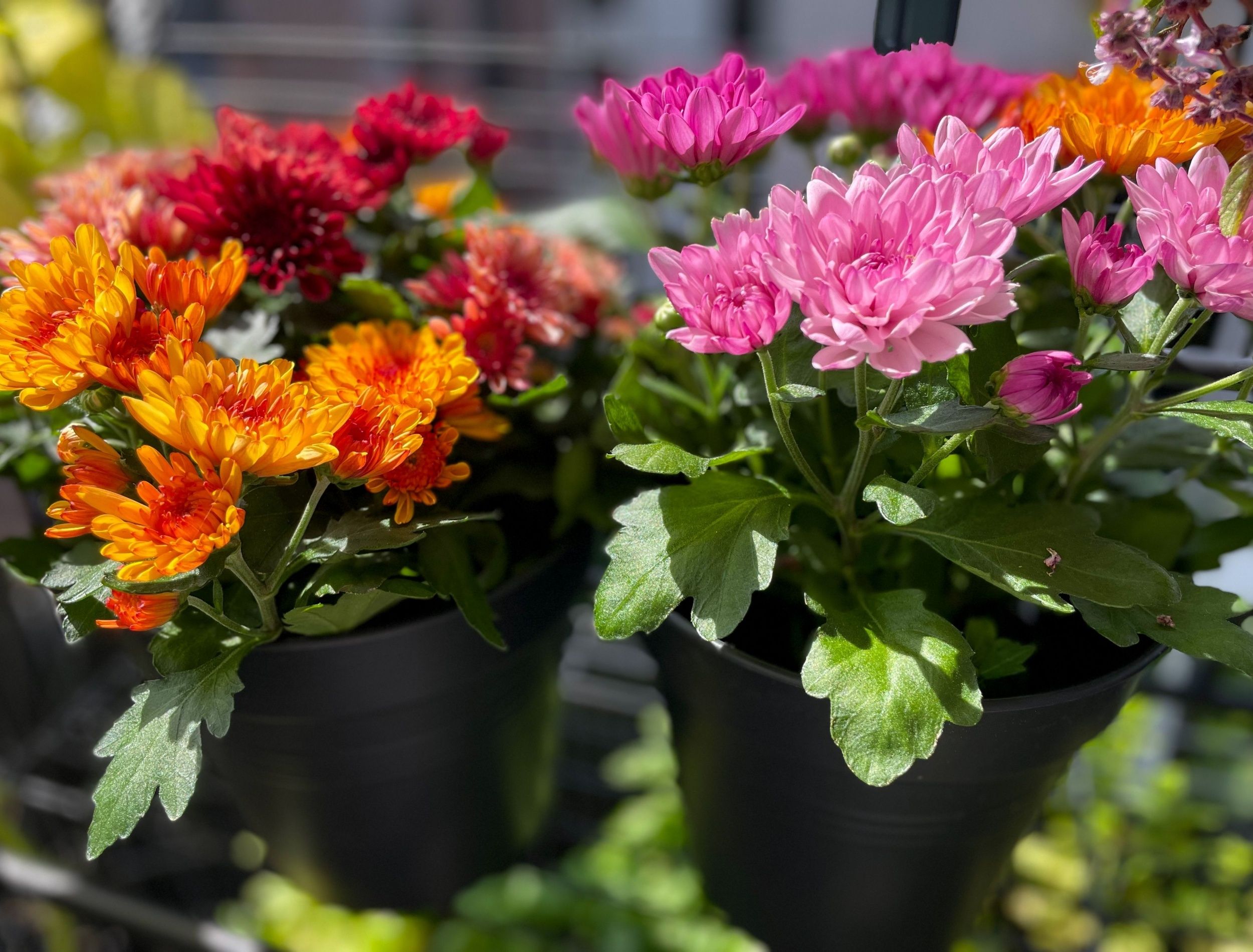 A Guide to Monotropa uniflora