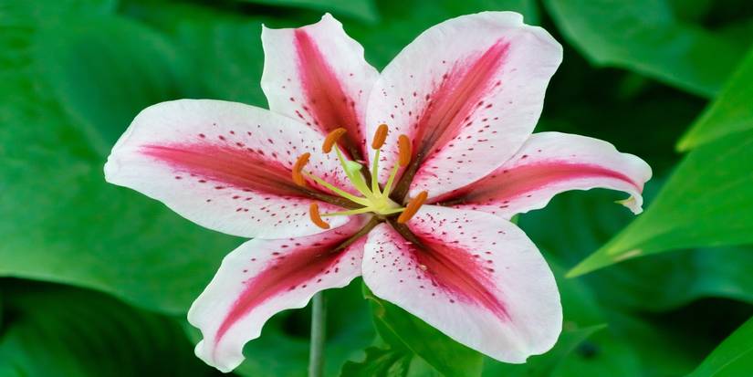 5 Stunning Types of Lilies That Transform Your Home Décor