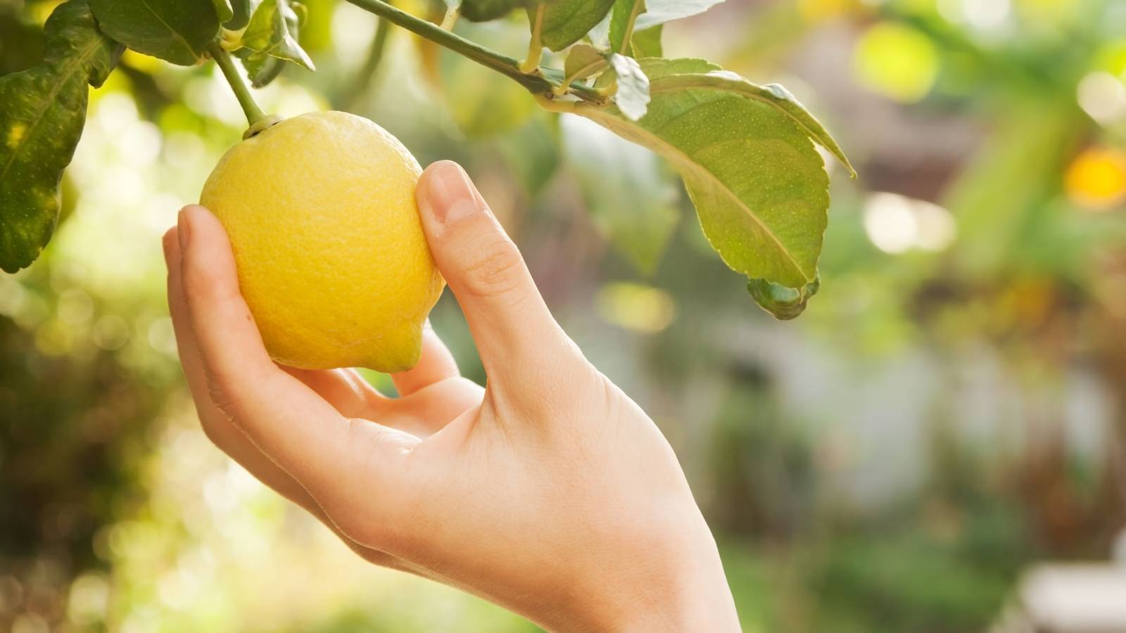 The Hidden Origin of Lemons: From Ancient Hybrids to Modern Gardens