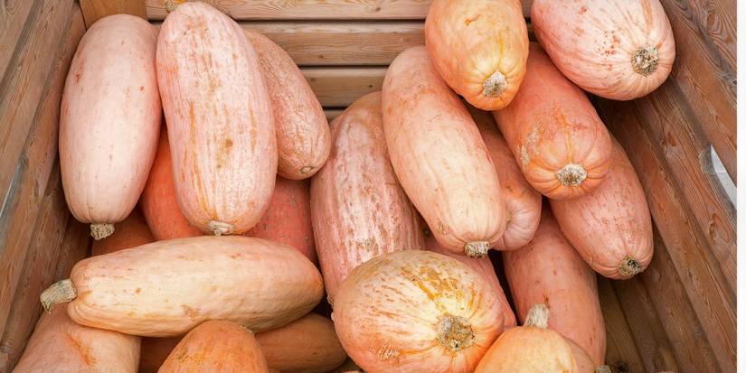 7 Squash Varieties for Next-Level Pumpkin Pie | Thanksgiving Desserts