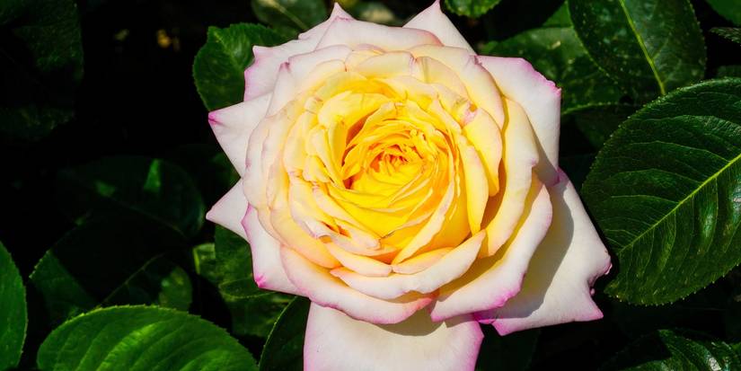 Jane Goodall Rose: Symbolism, Care, and Legacy of an Icon's Bloom