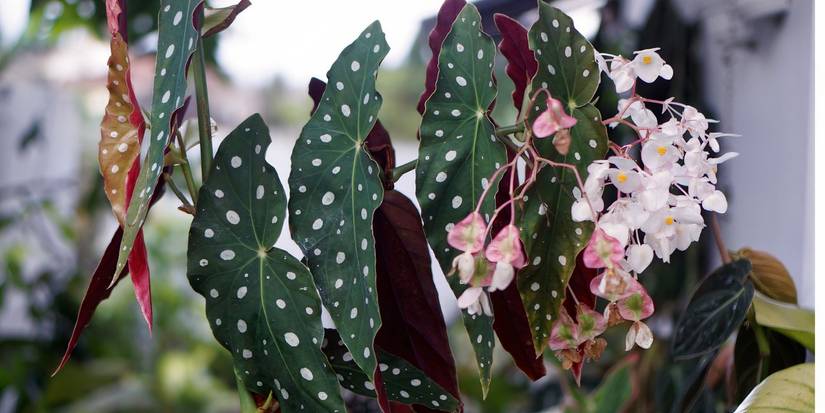7 Stunning Begonia Varieties to Brighten Your Garden