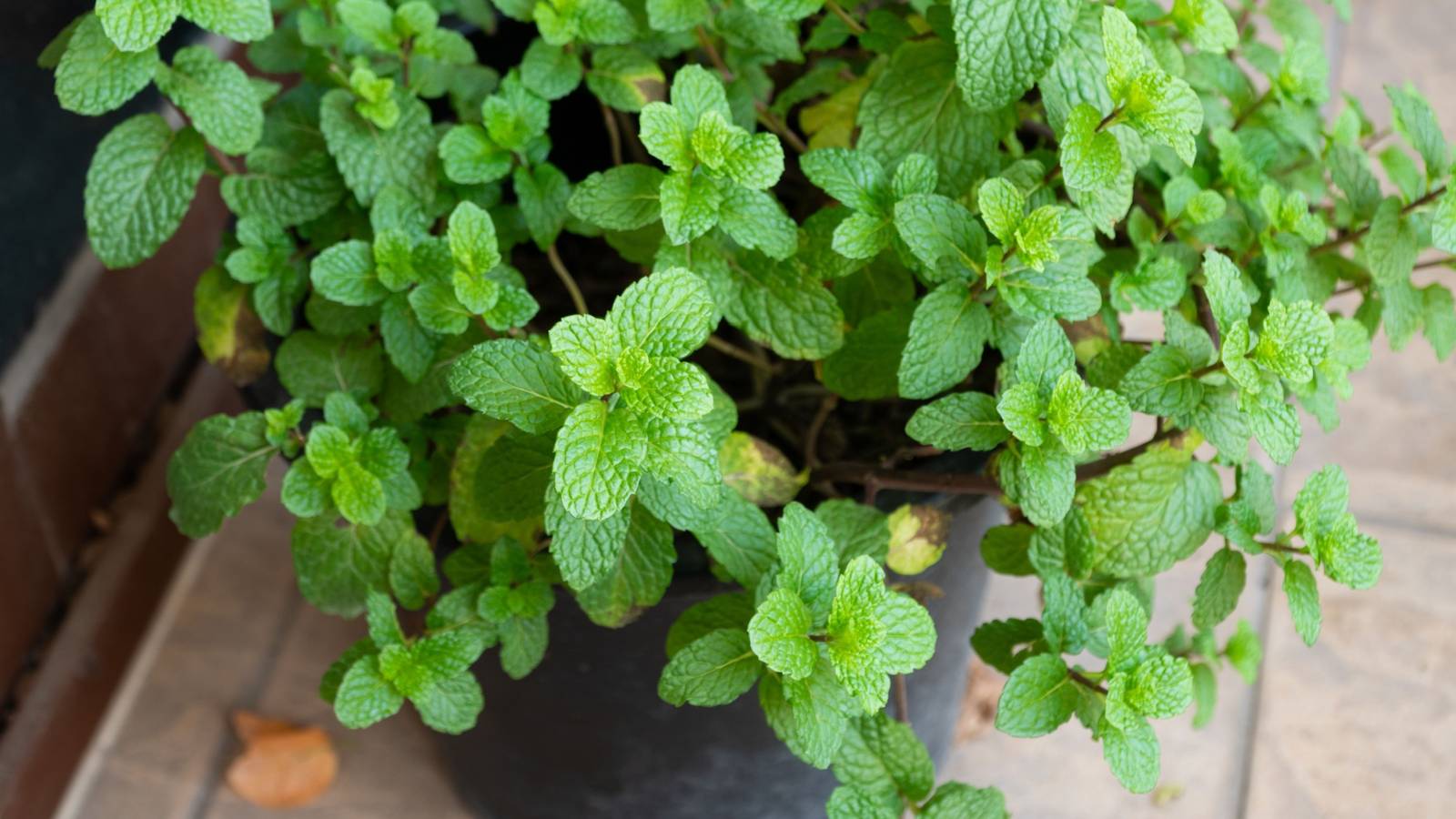 Mint Invasion: How to Control the Most Invasive Garden Herb