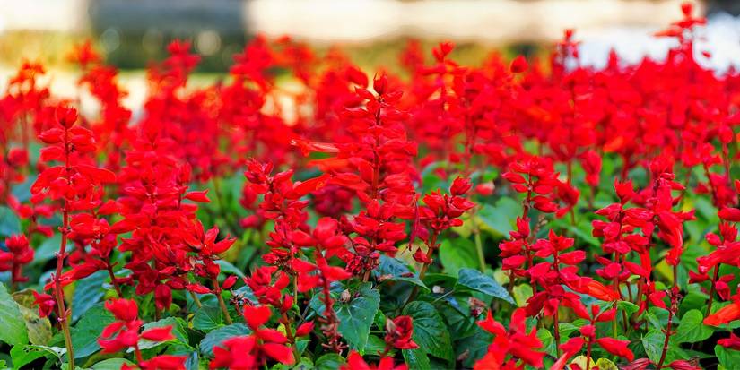 5 Stunning Salvias for Vibrant, Long-Lasting Gardens