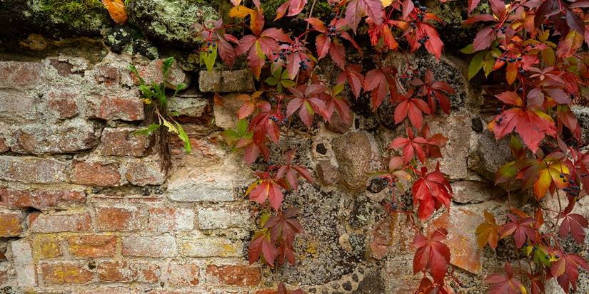 The Best Spooky Vines to Haunt Your Garden This Halloween