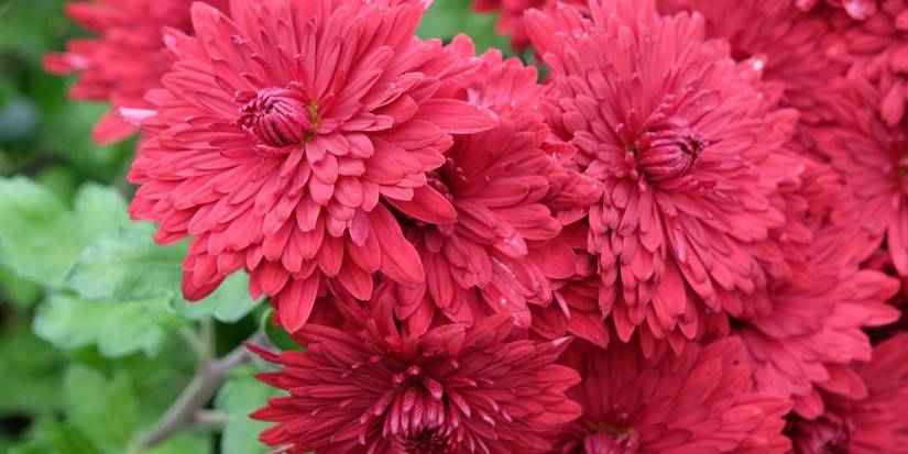 Top Fall Mums to Plant for Lasting Blooms and Autumn Beauty