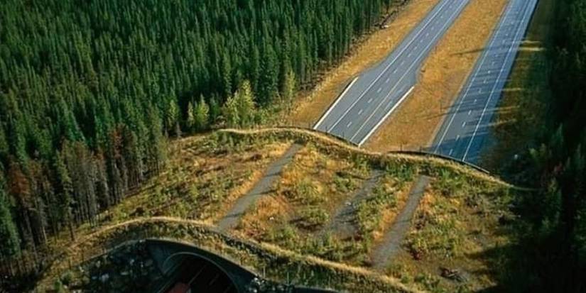 World’s Largest Wildlife Crossing Blooms Over California’s 101 Freeway