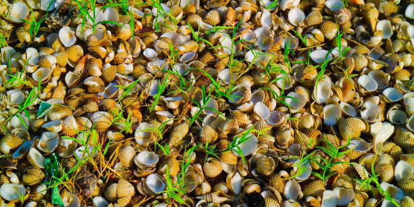 6 Creative Ways to Incorporate Shells in Your Garden Design