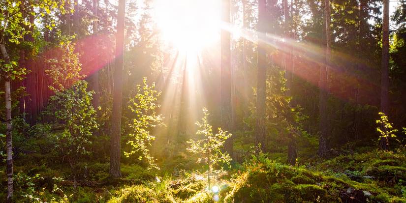 Mastering Sunlight: A Guide to Full, Partial, Direct & Diffused Light