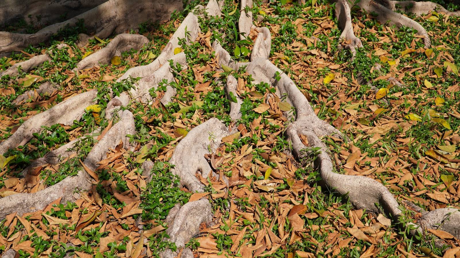 Exploring Cairo’s Ancient Forest Hidden Beneath New York