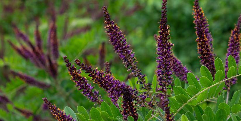 Scientists Fight to Save Georgia False Indigo in South Carolina