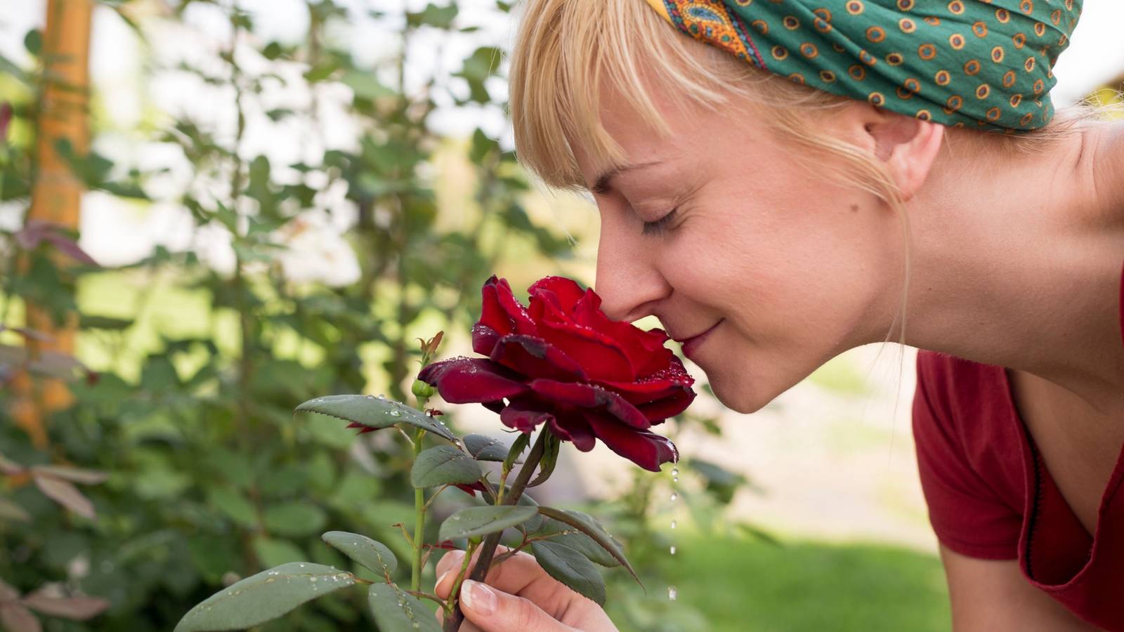 Stop and Smell the Roses: Meaning, History, and Mindful Gardening