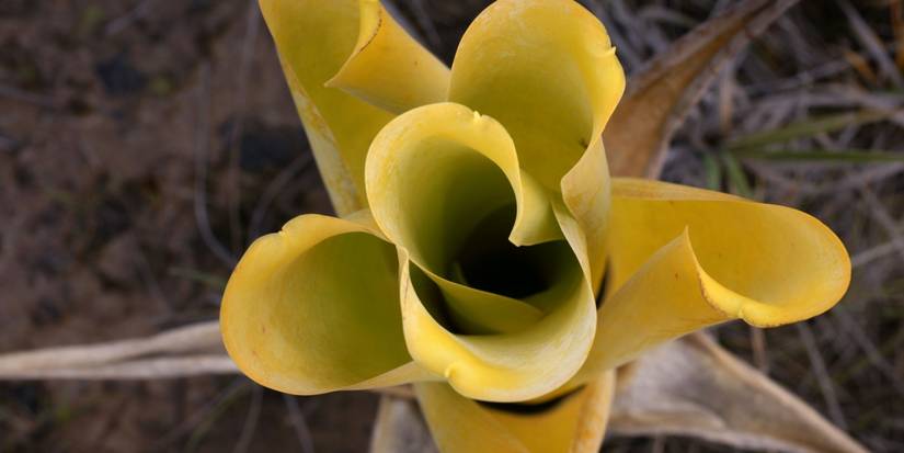 Explore Nature’s Predators at the Carnivorous Plant Show