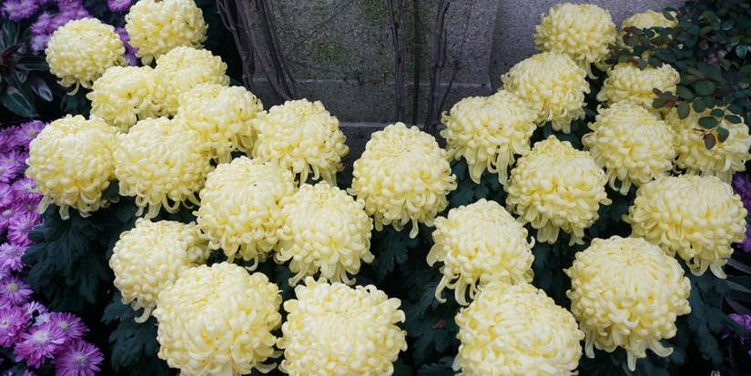 Top Fall Mums to Plant for Lasting Blooms and Autumn Beauty