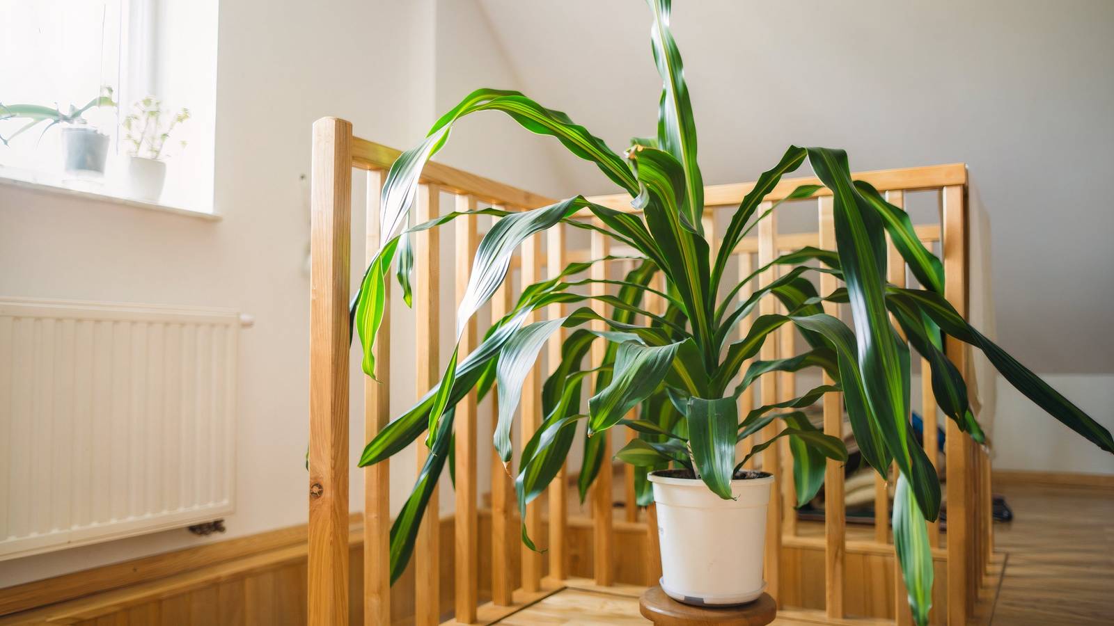 Indoor Corn Plant Care Guide: Growing Tips for the Dracaena