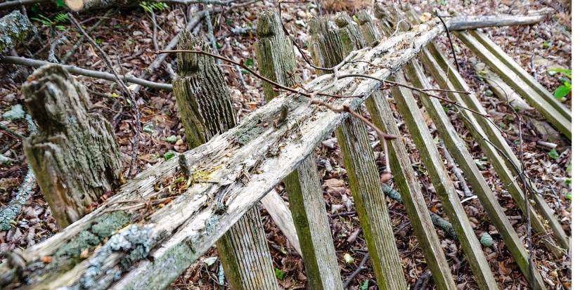 7 Signs Your Garden Needs a Total Makeover: When to Start Fresh