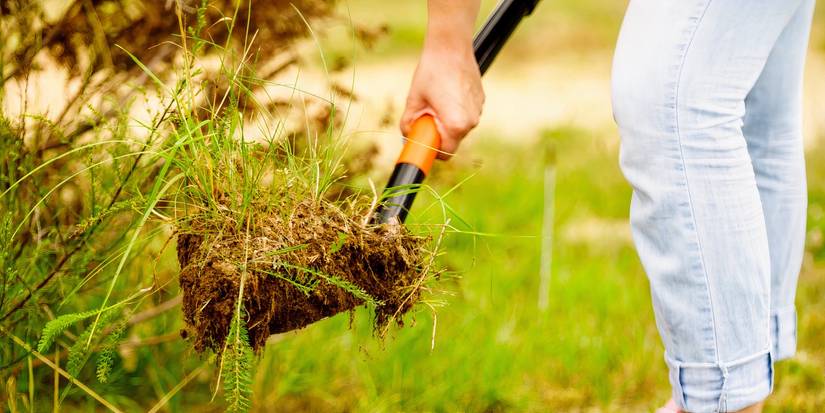6 Proper Ways to Dispose of Dead Garden Pests Safely and Hygienically