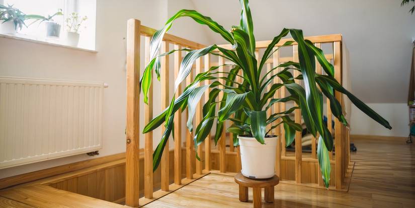 houseplant corn
