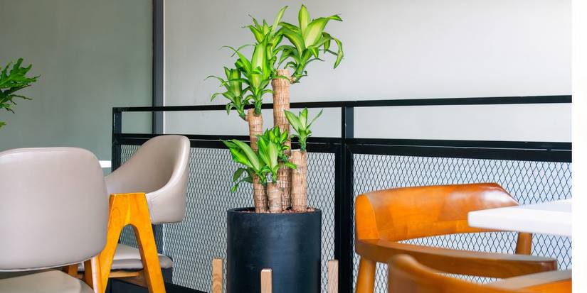Indoor Corn Plant Care Guide: Growing Tips for the Dracaena