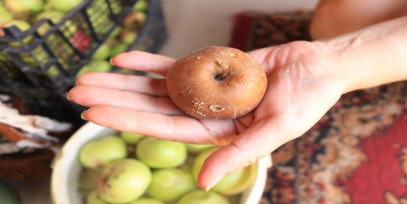 Why Worms End Up in Apples and What It Means For Your Fruit Choices